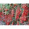 Amazon.com : KIRA SEEDS - Seeds Vine Tomato - Giant - Heirloom ...