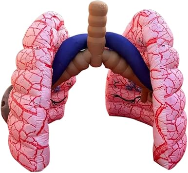 Amazon.com: Giant Inflatable Lung Medical Exhibits Advertising Large ...