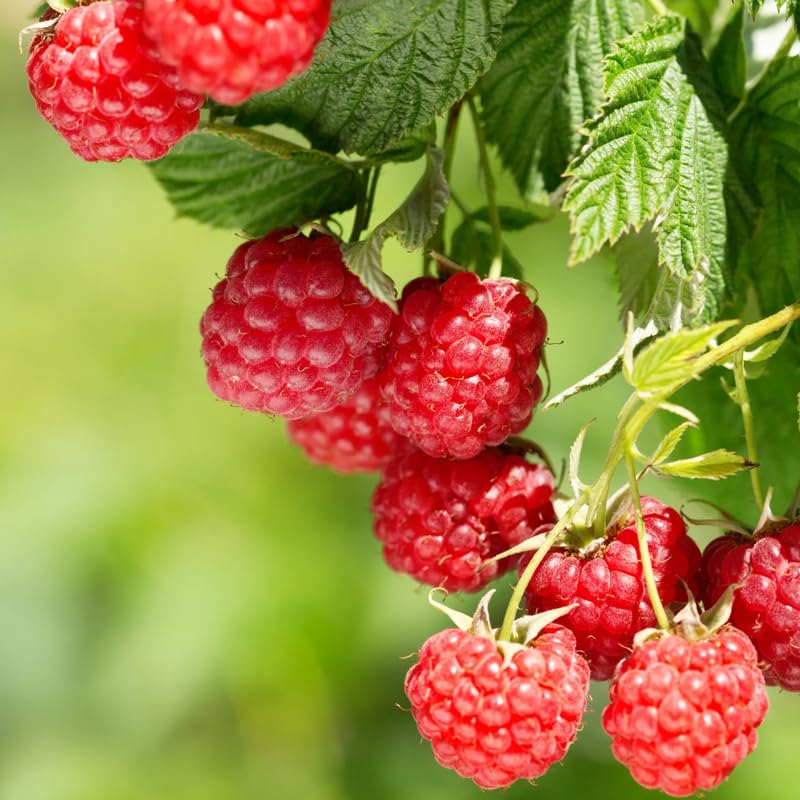 Amazon.com : Pack 4 Thornless Raspberry Plants Live for Planting ...