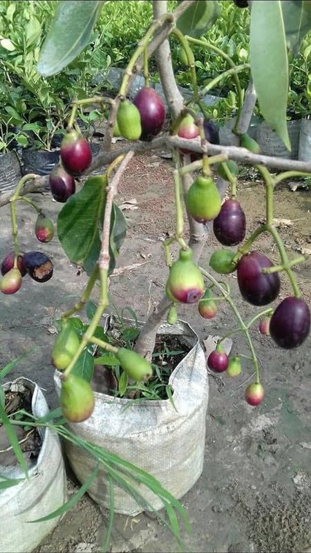 Thai white jamun fruit live plant grafted Pack of 2 for Planting ...