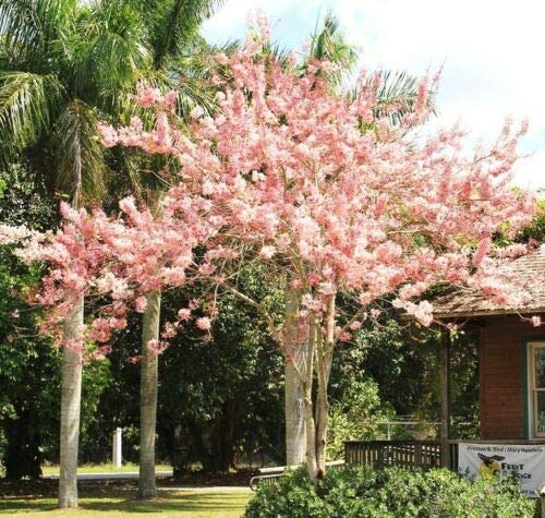 Pink Shower Tree Cassia Javanica