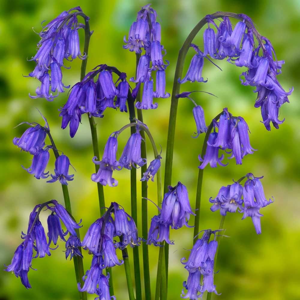 5 x English Bluebells Bulbs - Bluebells in The Green - Cultivated and ...