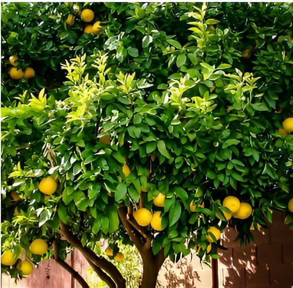 Green View® Combo 2 Vietnam Yellow Malta Mosambi Plants, Grafted Citrus ...