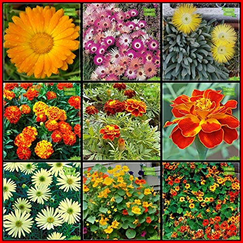 Creative Farmer All Purpose Combo Flower Seeds : Calendula- Mixed, Burf ...