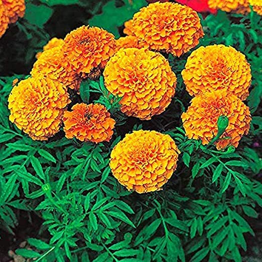 ZENDU Plant (Pack of 500) : Amazon.in: Garden & Outdoors