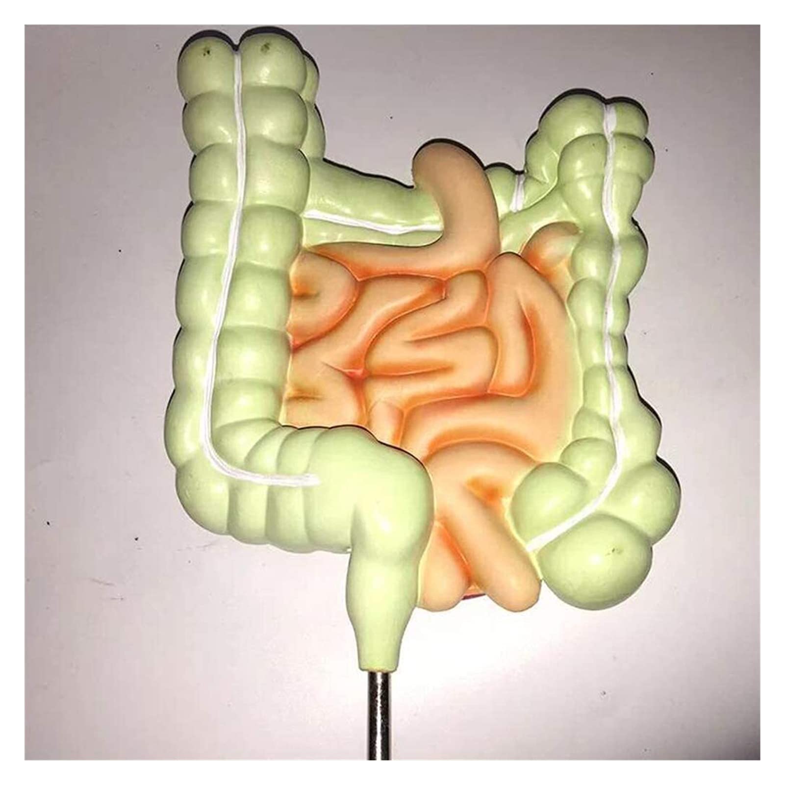 Buy LAErper Teaching Model, Human Digestive System Model Gut Anatomy ...