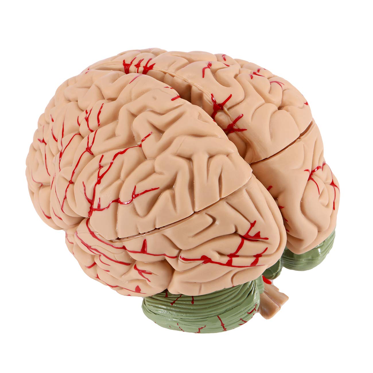 Buy Human Brain Model for Teaching Neuroscience with Vessels Life Size ...