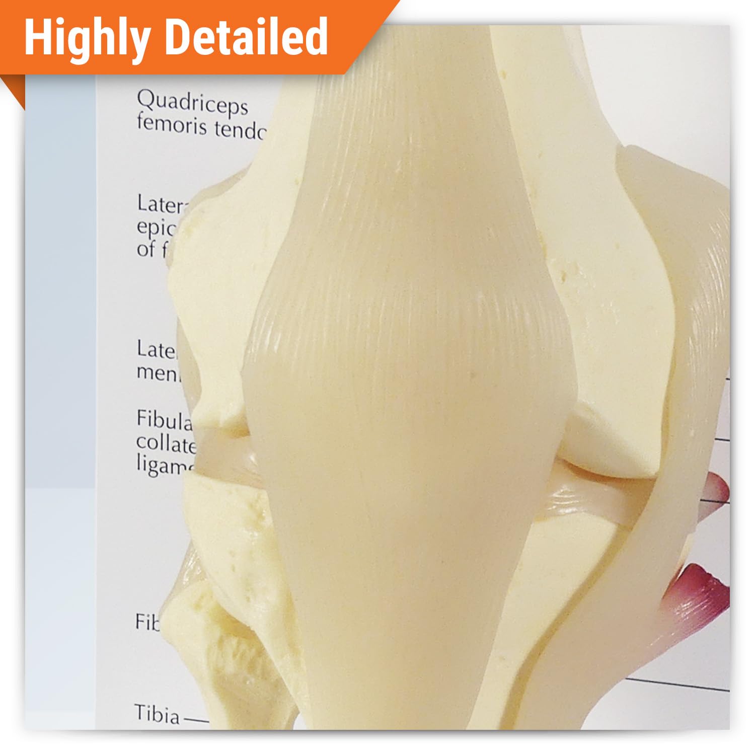 Snapklik.com : Basic Knee Model, Replica Of Right Knee Joint For Human ...