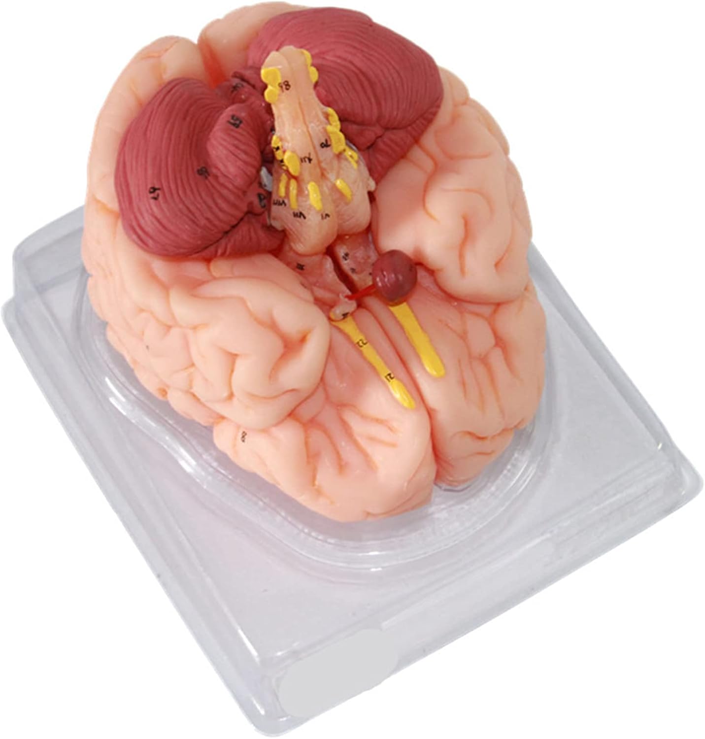 Amazon.com: NVYAZJ Human Brain Anatomy Model, Detachable 9 Part Life ...