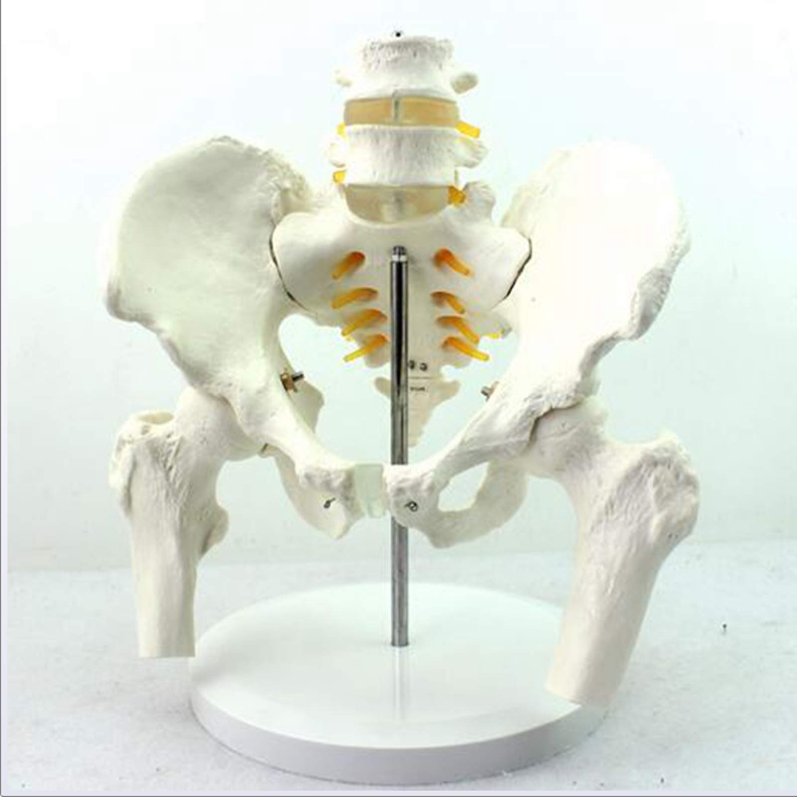 Buy JL Human Anatom Pelvis With Lumbar Model Medicine Teaching Modell ...