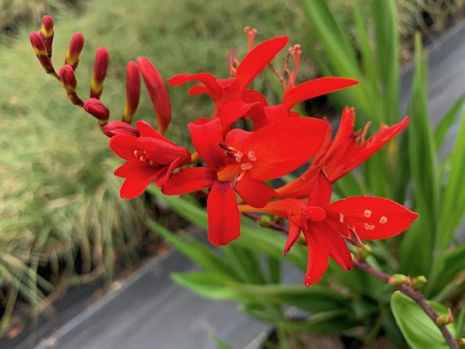 Amazon.com : CROCOSMIA Planting - Fall or Spring Simple to Grow Easy ...