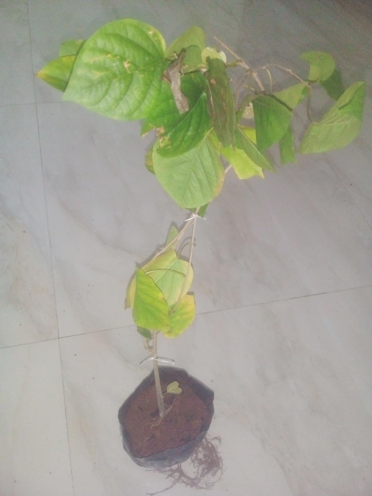 Wynorg Manimulla Flowering Jasmine– a delightful addition to your Home ...