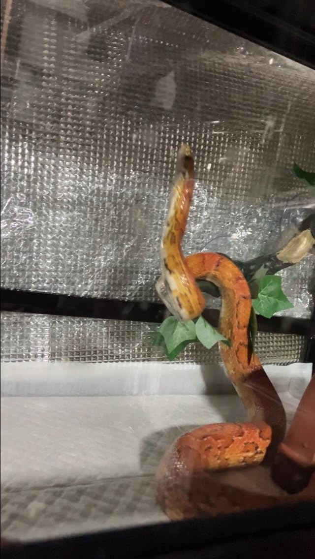 Amazon | TOMMYFIELD 爬虫類 アクアリウム オーナメント 人工水草 流木 水槽 水草 | TOMMYFIELD | 人工水草 通販