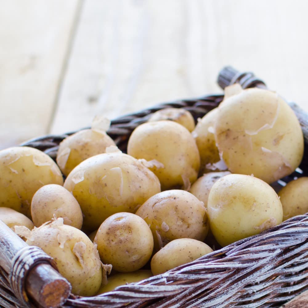 Varieties Of Potatoes Potato 'Sharpes Express' | Suttons