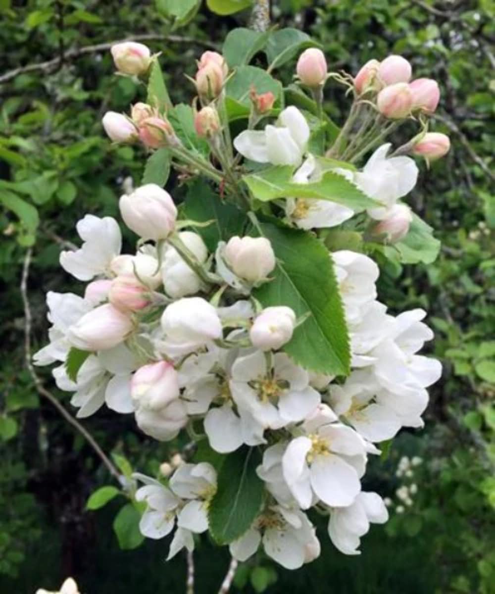 Crabapple - Malus sylvestris (Tree Saplings/Seedlings) : Amazon.co.uk ...