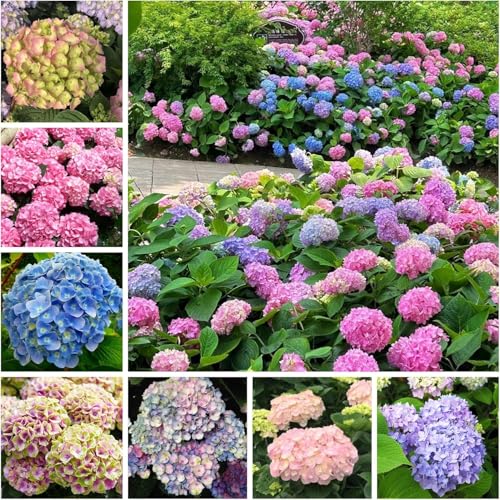 Best Hydrangea Shrub Seeds for a Blooming Garden Paradise - Totally ...