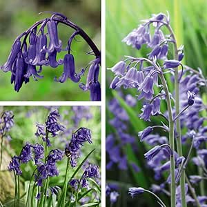 Bluebell Bulbs for Planting Now UK, Hardy English Bluebells ‘in The ...