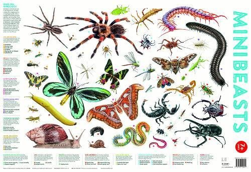 Minibeasts (Wallcharts Landscape): 9781788109451: Amazon.com: Books