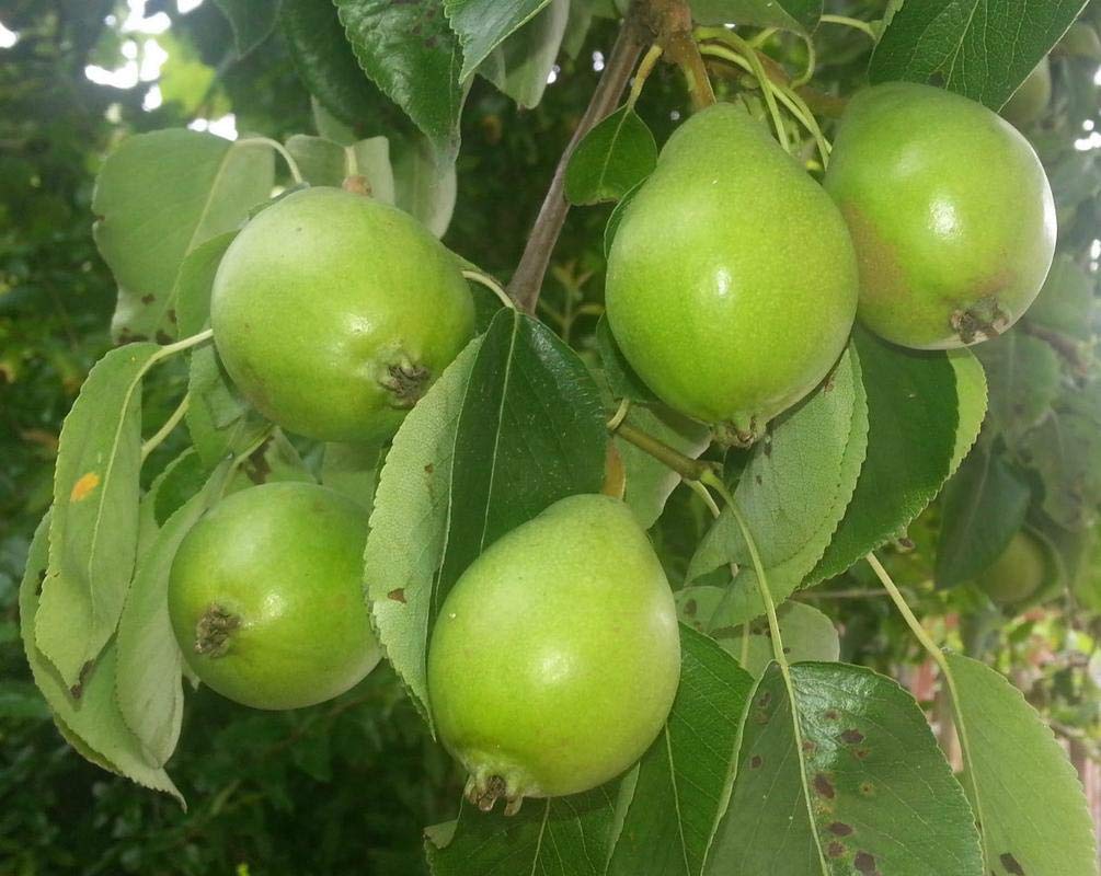 Arlo Live Pear Fruit Plant 2 Feet Height Two Plants : Amazon.in: Garden ...