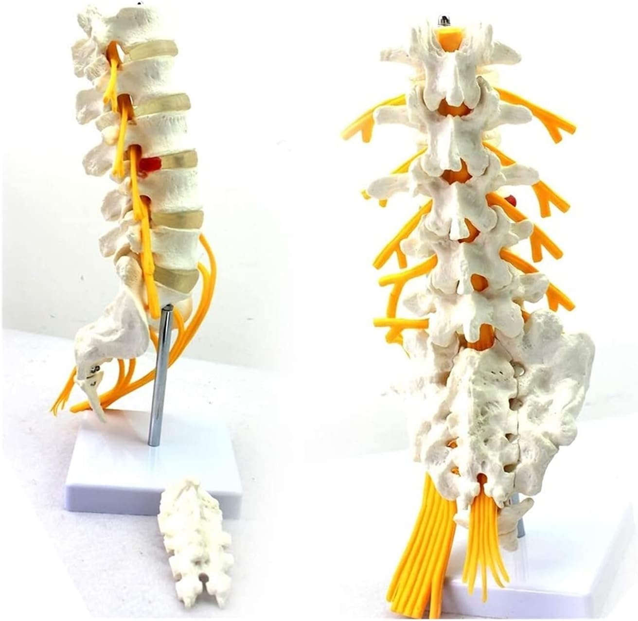 ZAPION Torso- und Skelettmodelle Anatomisches Lendenwirbelsäulenmodell ...