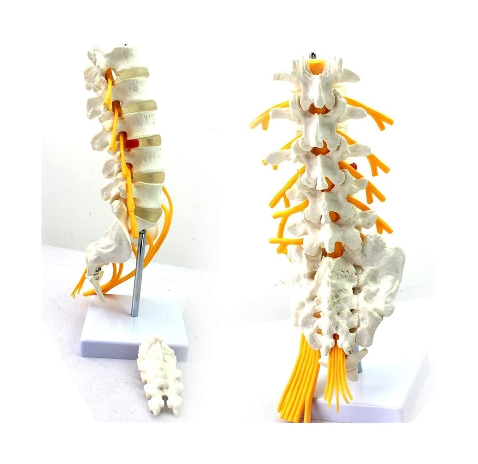 Buy LAErper Teaching Model, Lumbar Spine Model Size Sacral Nerve ...