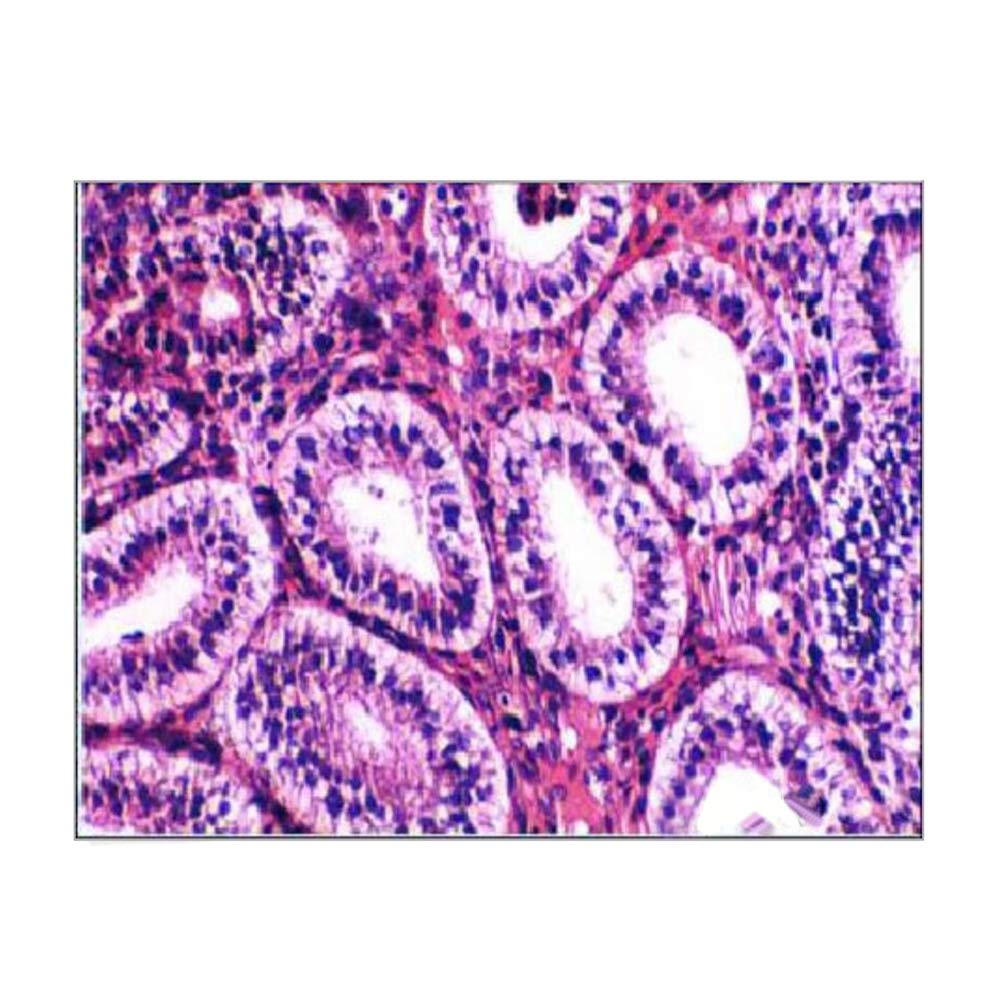 Buy High tech Research Professional Bio-slice Group Embryo Section ...
