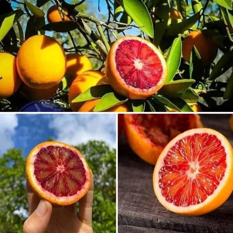 Green view"Red Malta/sweet lemon" Grafted Malta Orange Fruit Plant, Red ...