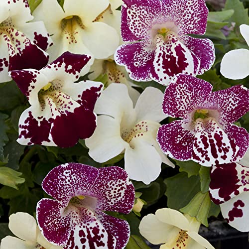 Mimulus - How to grow & care