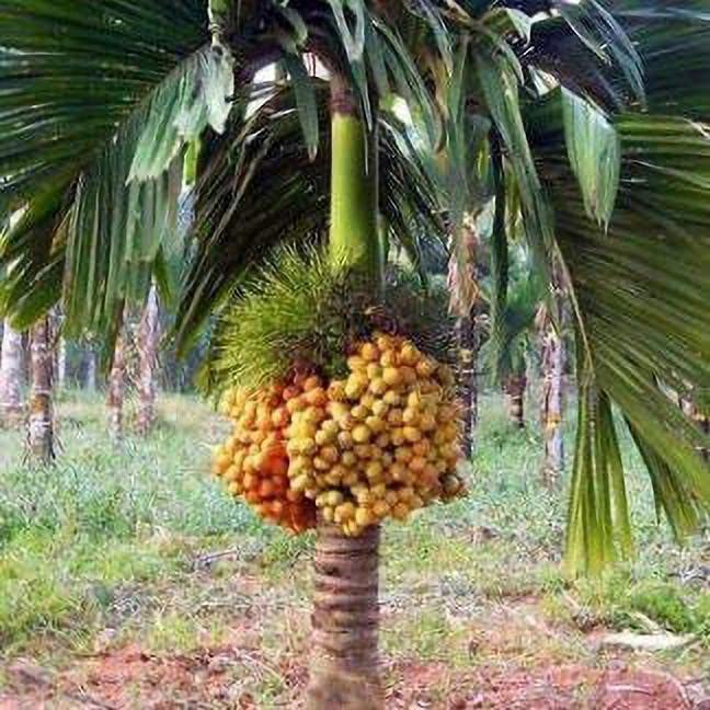 Mohomaya Beautiful Gardening Saraswati Gardens Hybrid Dwarf ...