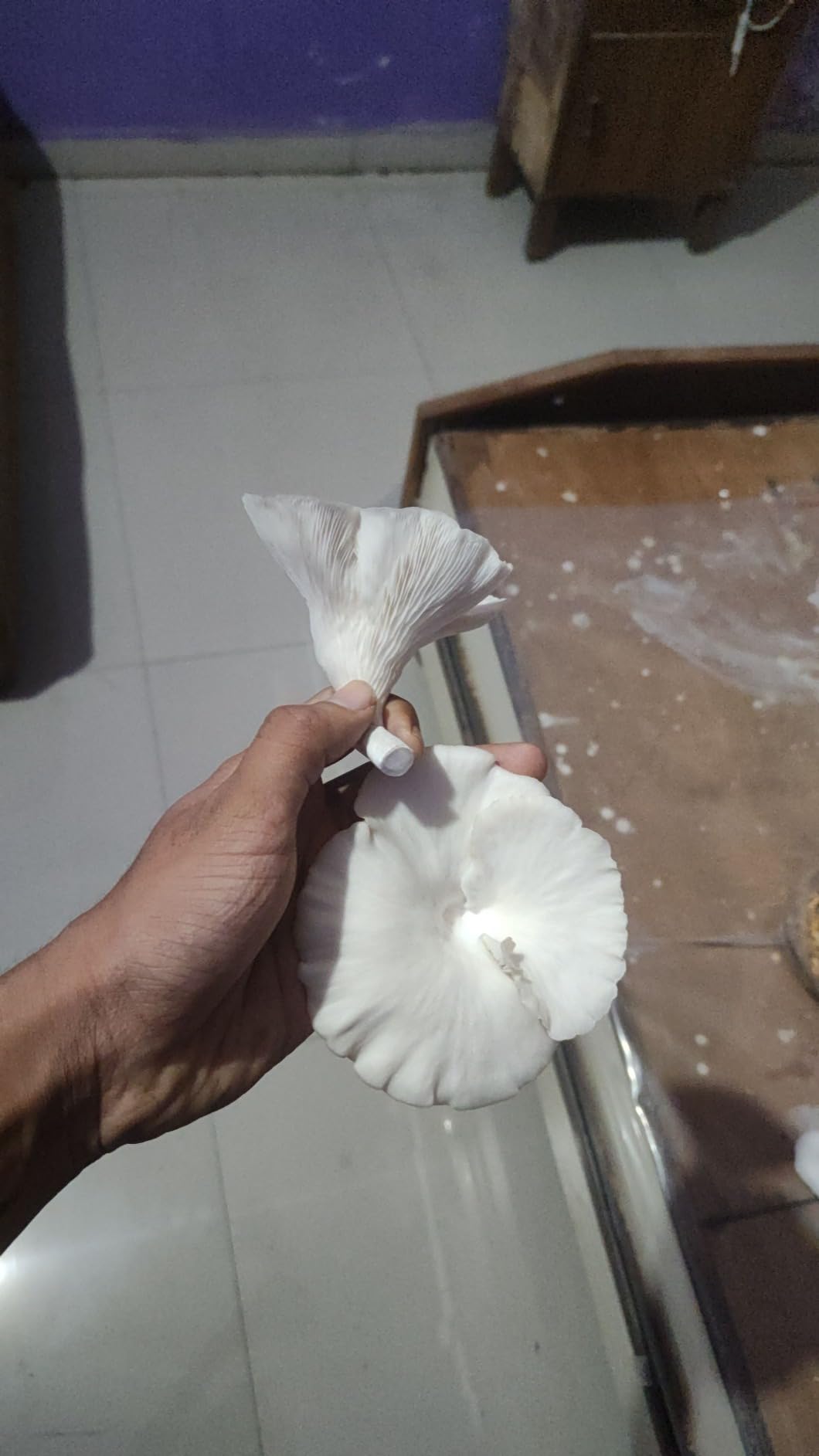 NABAT White Button Mushroom Spawn Seeds