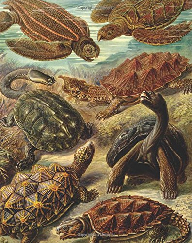 Amazon.com: Vintage Turtles Animal Nature Illustration Journal: 160 ...
