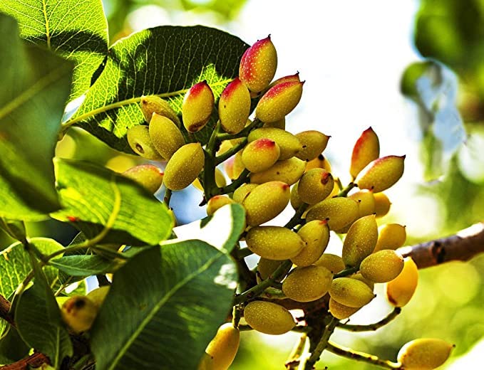7 Ocean Plus Pista Fruit Pistachio 1 Healthy Live Plant : Amazon.in ...