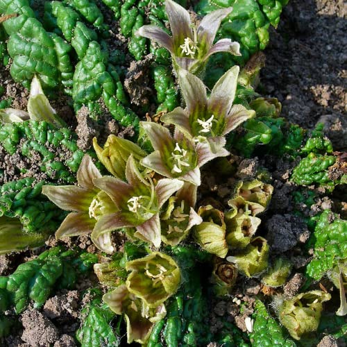 Mandrake plant - How to grow & care