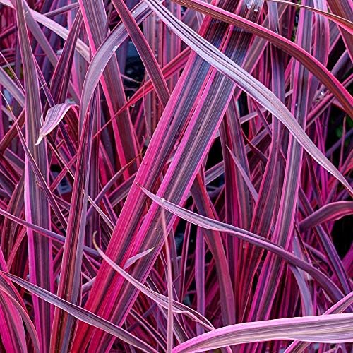 Cordyline 'Festival Raspberry' Cabbage Palm Fragrant Outdoor Evergreen ...