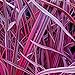 Cordyline 'Festival Raspberry' Cabbage Palm Fragrant Outdoor Evergreen ...