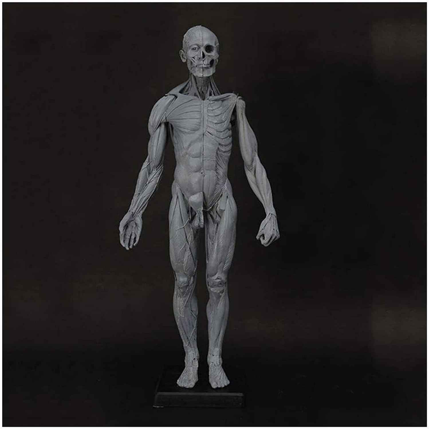 ZAPION Modelos de Torso y Esqueleto anatómico, Figura de anatomía ...