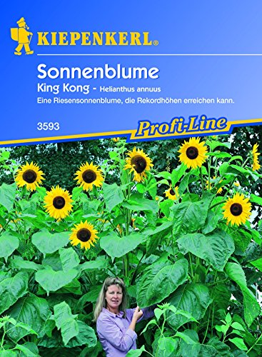 Sonnenblume King Kong