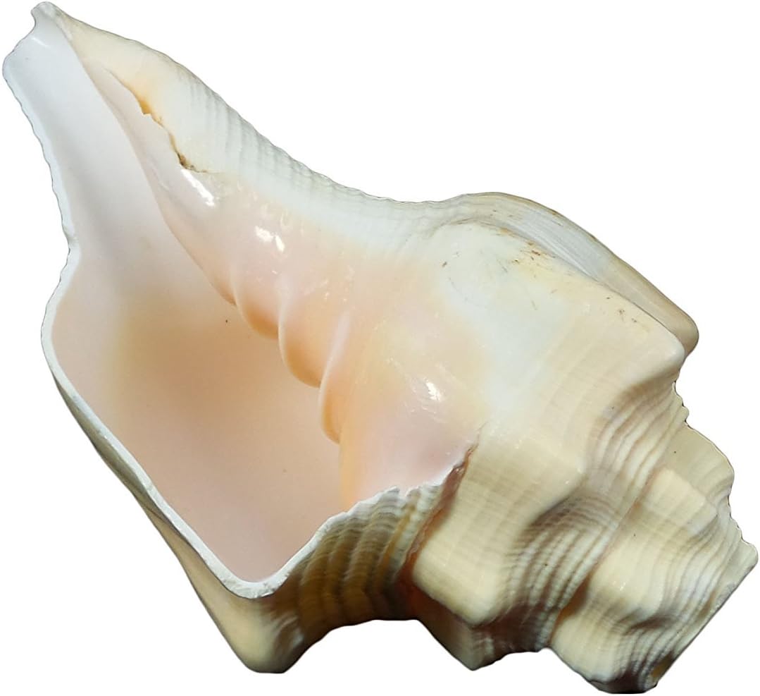 Amazon.com: The Shell Connection | Chank Horn | Seashell | 5'' to 6 ...