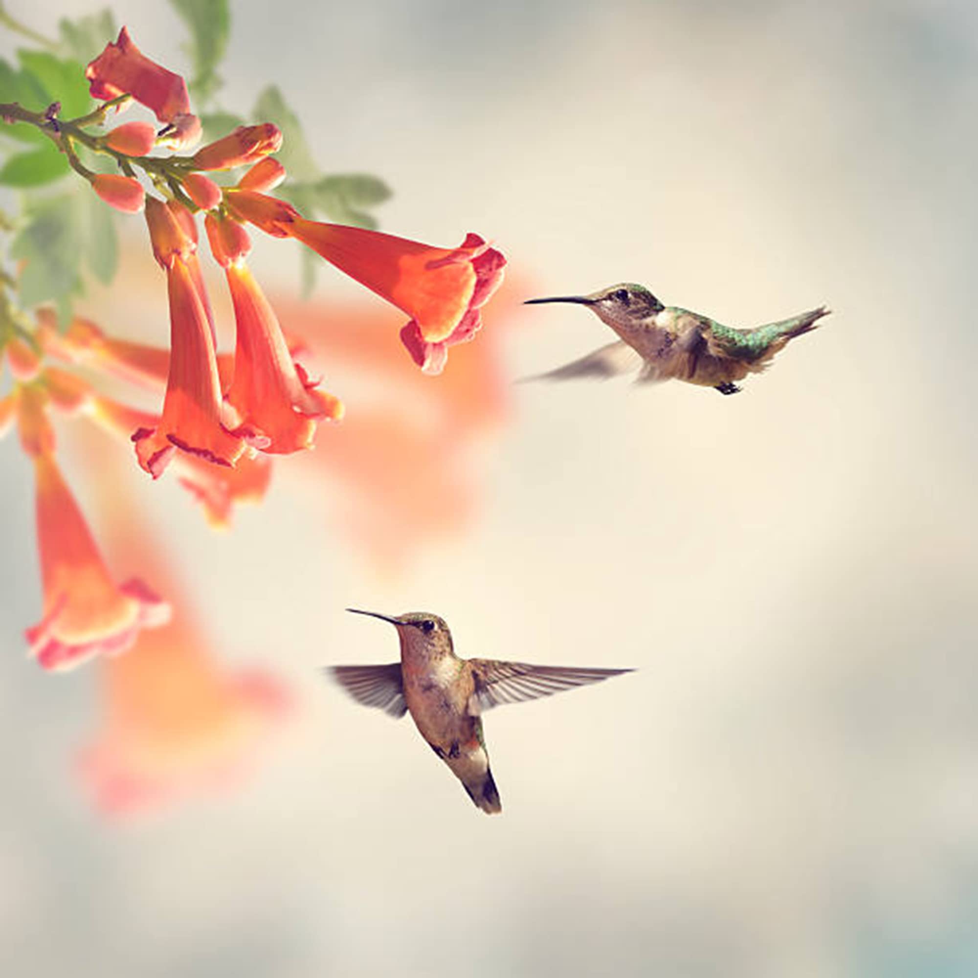 Trumpet Vine Hummingbird