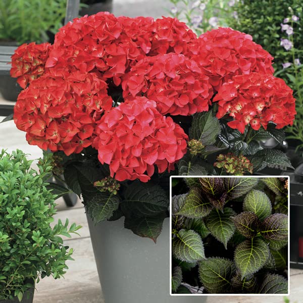 GooGreen Red Hydranzia Hydrangea Hydrangia Macrophylla Flower Plant 1-1 ...