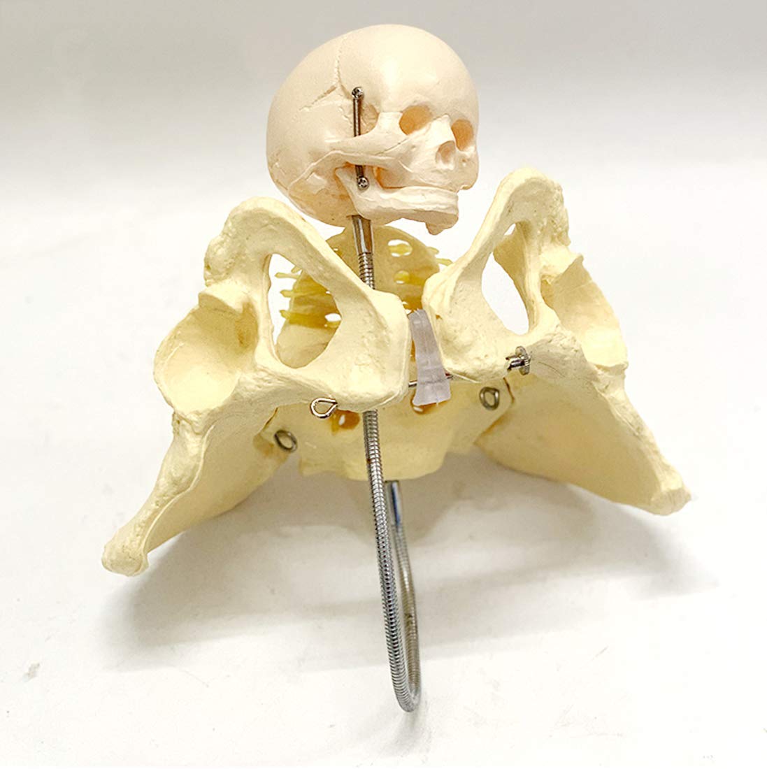 Buy Educational Model Model Female Pelvis with Baby Head,Human ...