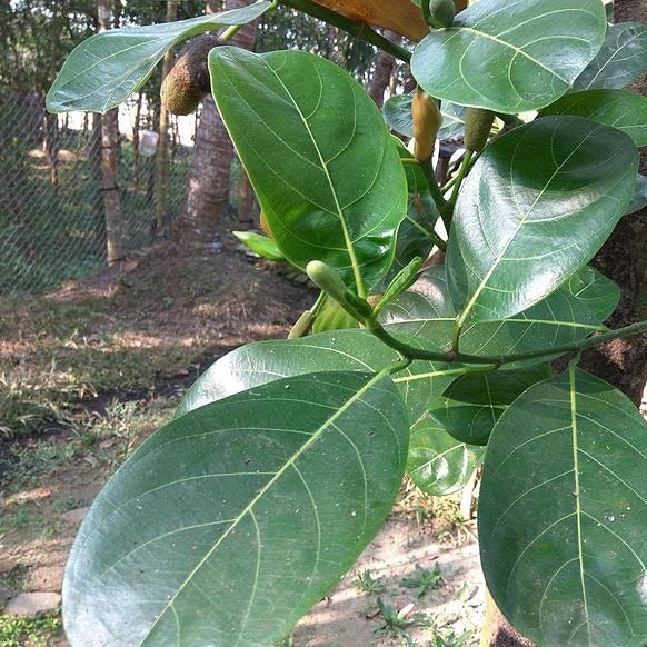 Jackfruit Tree Leaves Jackfruit Wikipedia