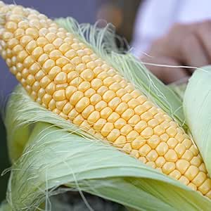 Amazon.co.jp: Inakakara Farm to Table 山梨県 富士河口湖町産 とうもろこし 恵味ゴールド 20本 7月～8月中旬出荷 指定日不可 沖縄・離島お届け不可 ...