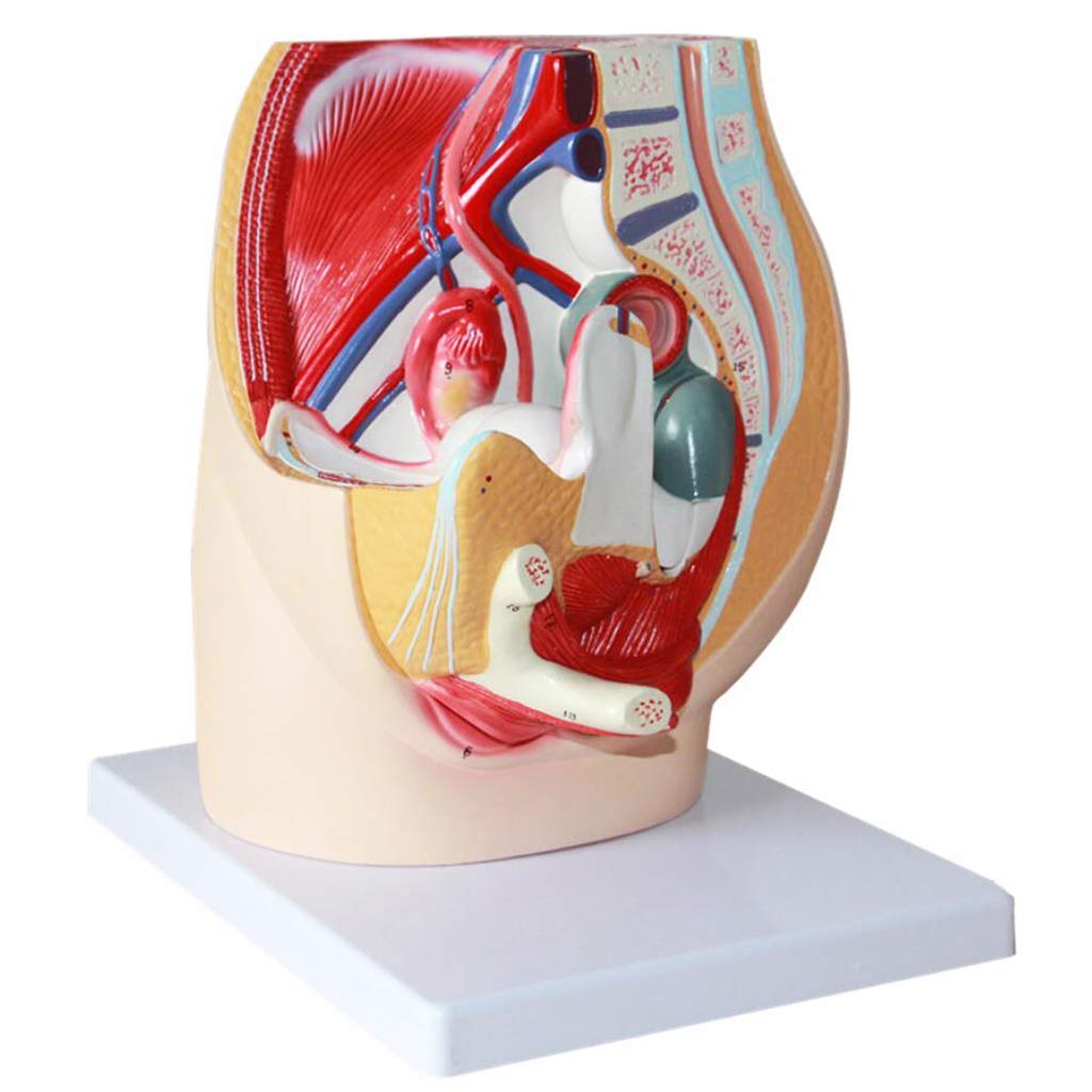 Buy Female Genitourinary System Model Abdominal And Pelvic Anatomy ...