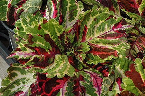 Amazon.com : Coleus Wizard Mosaic,Annual Flowers Seed,Easy To Grow ...