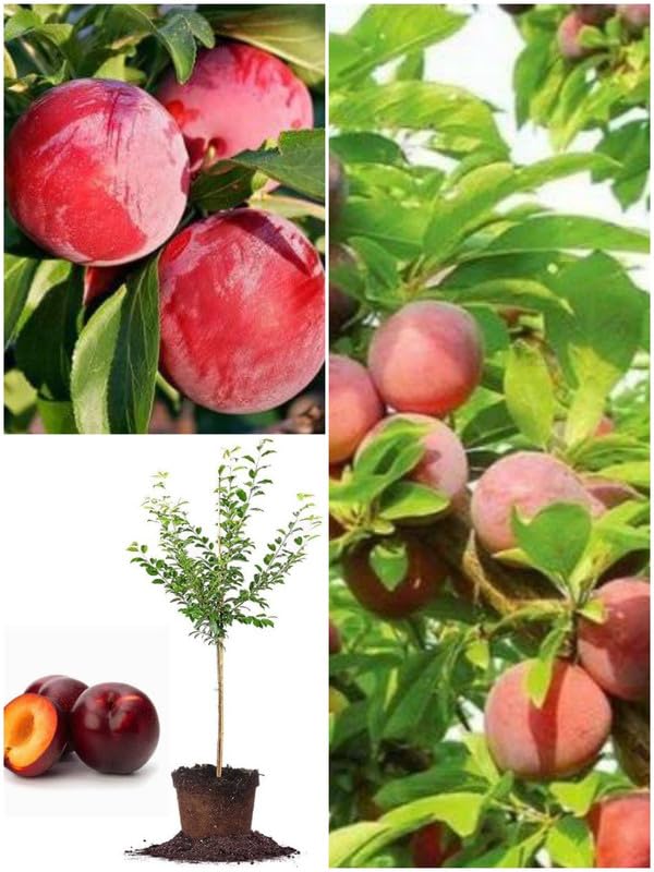 STAR PLANT Red Aloo Bukhara Variety Fruit (Cutting/Grafted) Live Plants ...