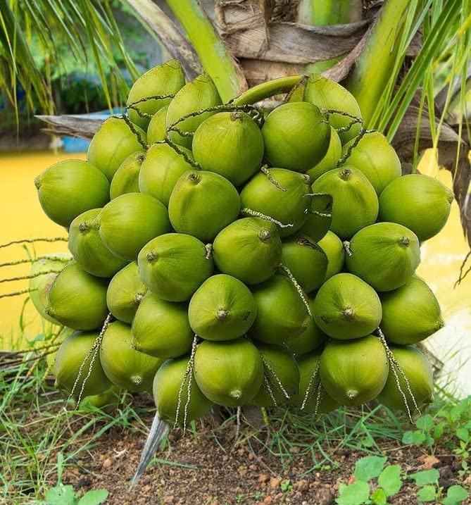 Vietnam Green Coconut Tree : Amazon.in: Garden & Outdoors