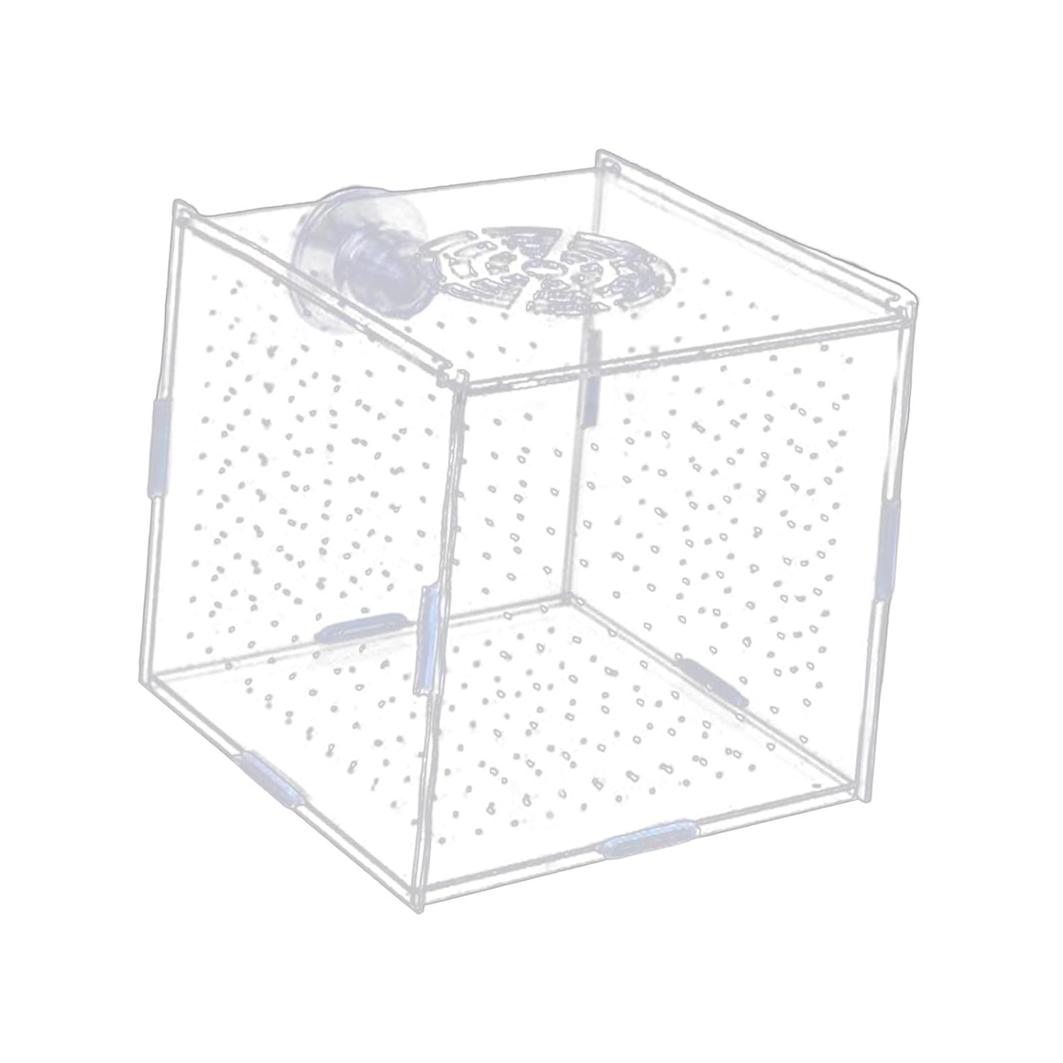 Enakshi Aquarium Isolation Box Clear Aquarium Supply for Aggressive ...