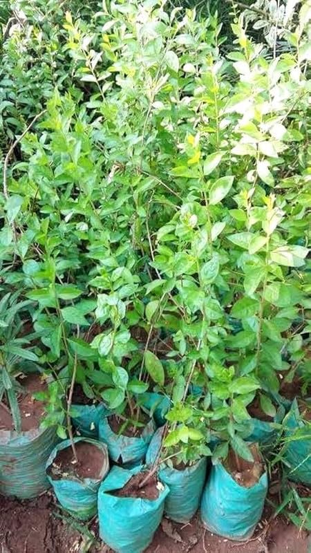 Outdoor Mehndi perennial shrub in Lythraceae LIVE PLANT Pack of 1 ...