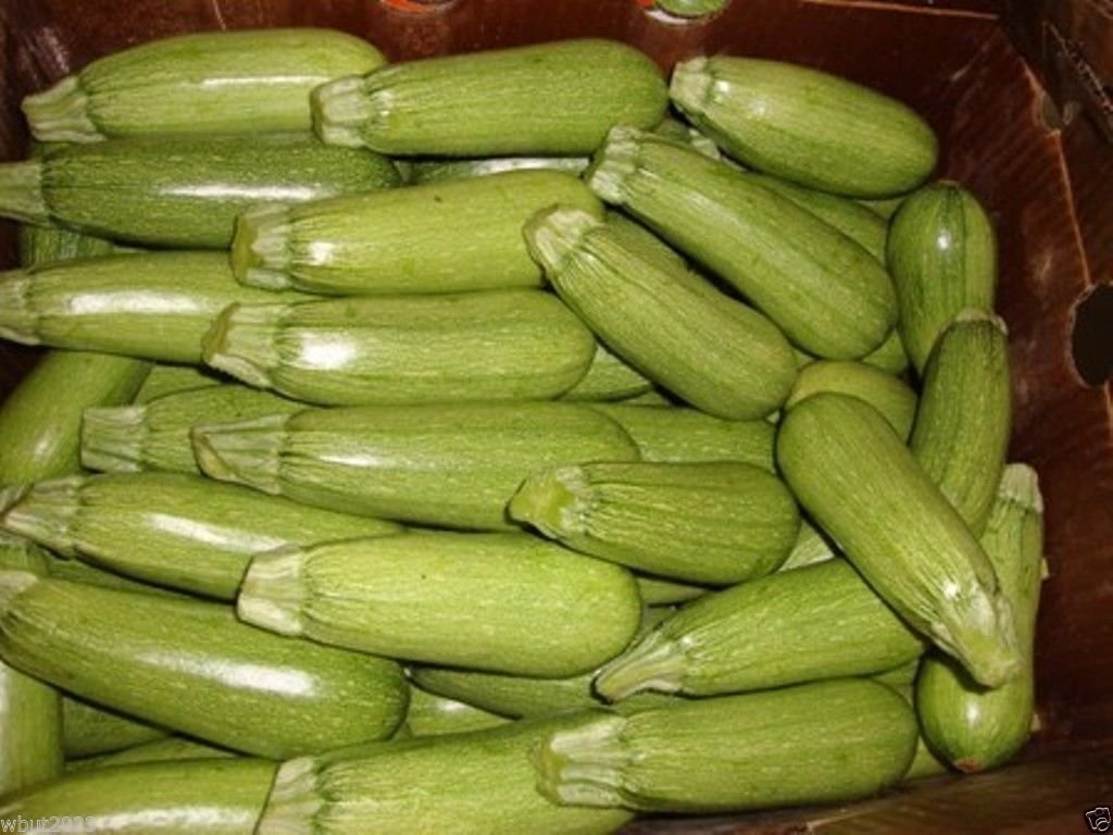 Kusa Seeds